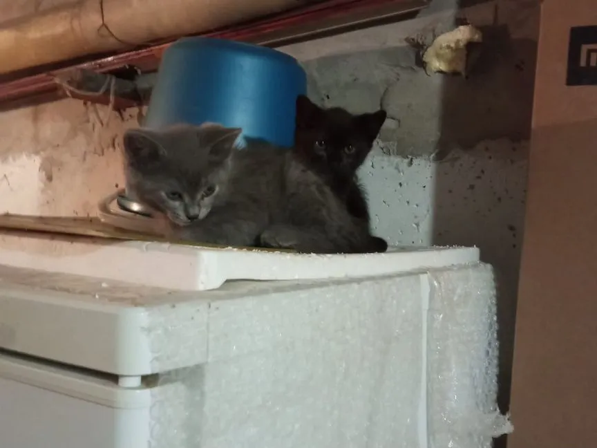 Котята ищут дом
