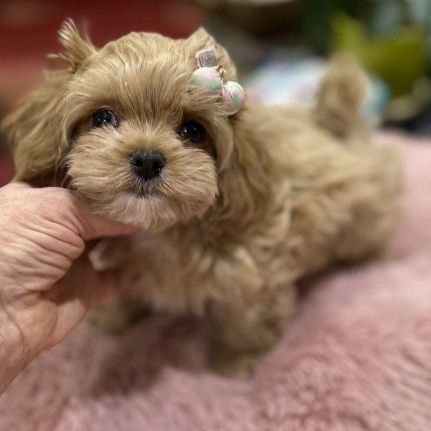 Мальтипу, щенок