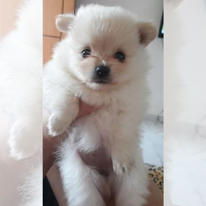 Померанский шпиц, щенок