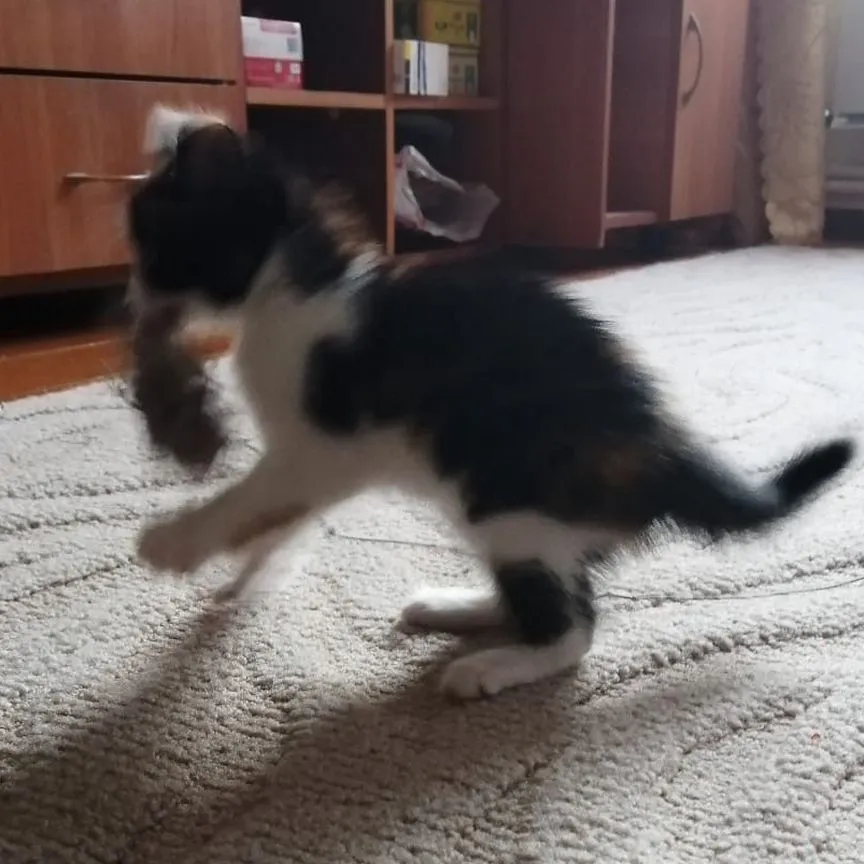Котенок девочка 2 месяца