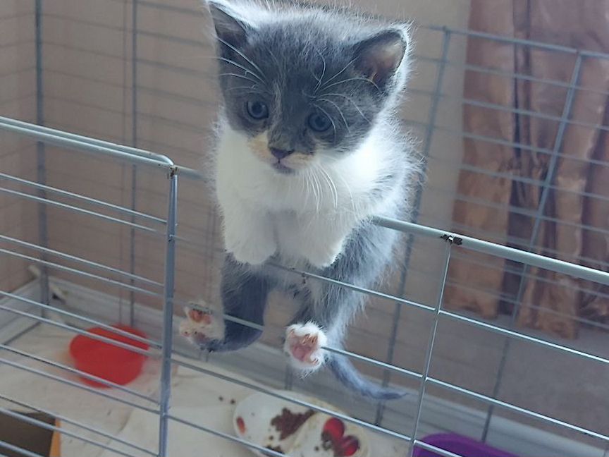 Котенок, котик, кот