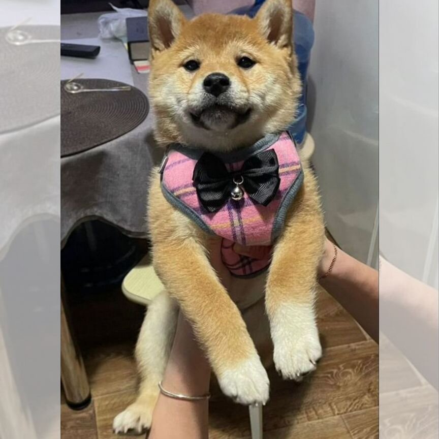 Детки сиба ину