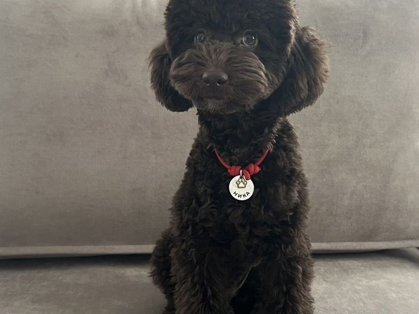 Карликовый пудель девочка