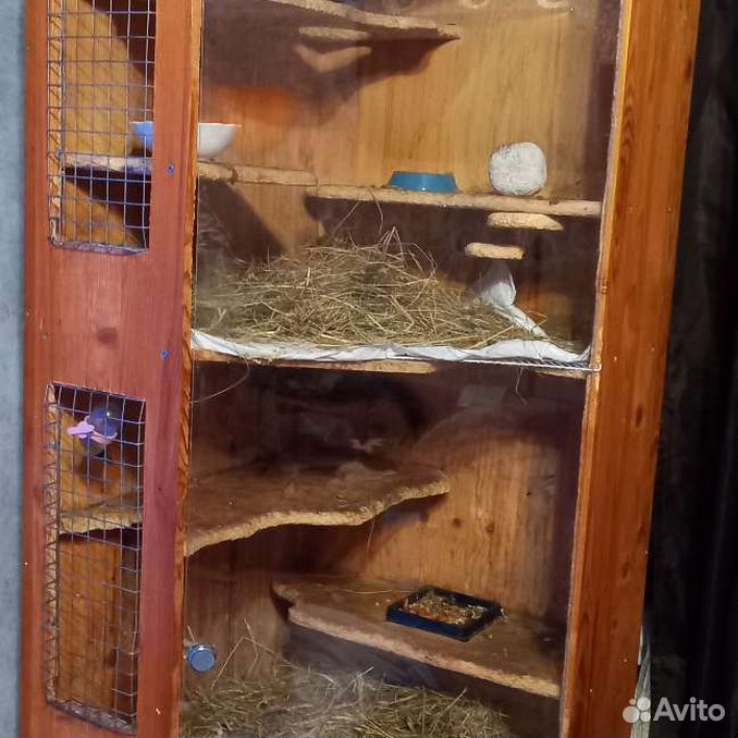 Семья шиншилл с витриной