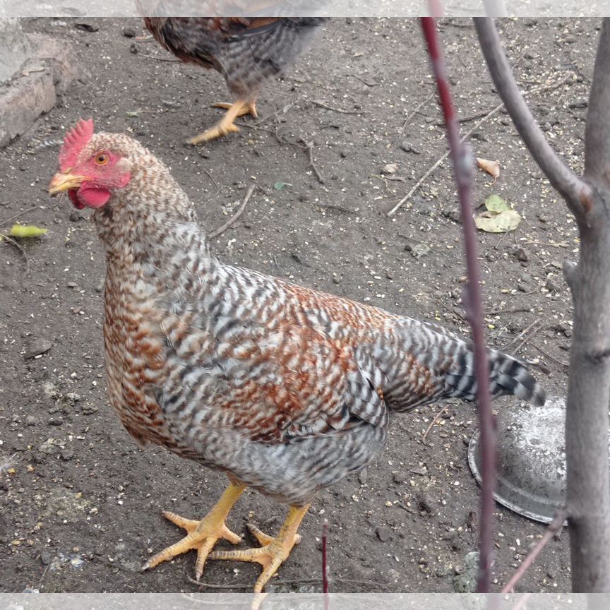 Петушки Билефельдер