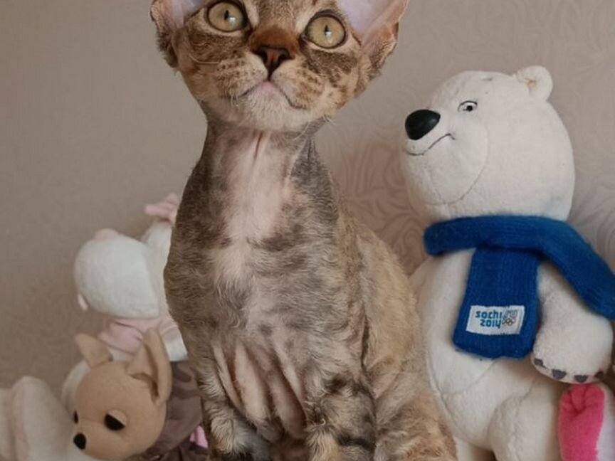 Котёнок Девон-рекс девочка