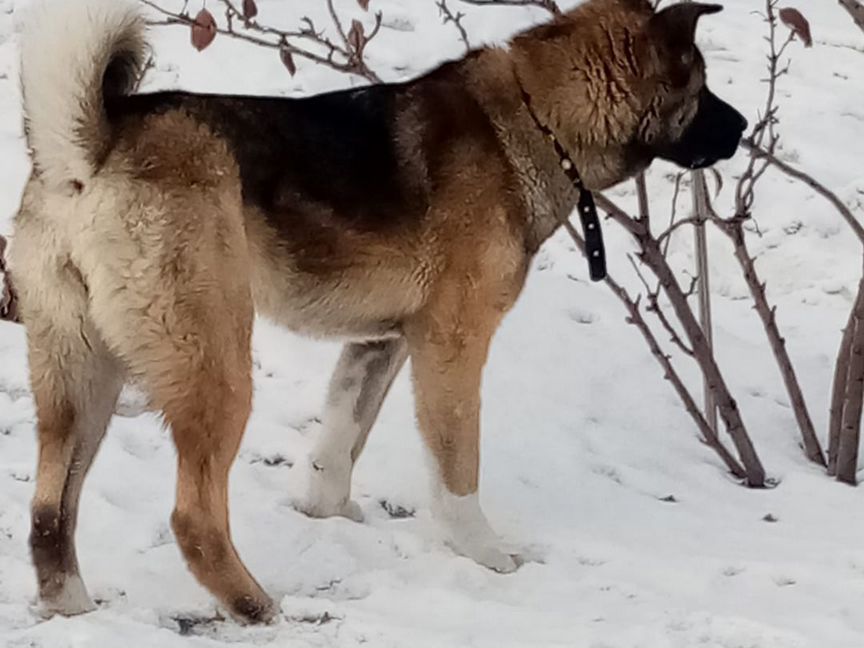 Собака в добрые руки отдам бесплатно