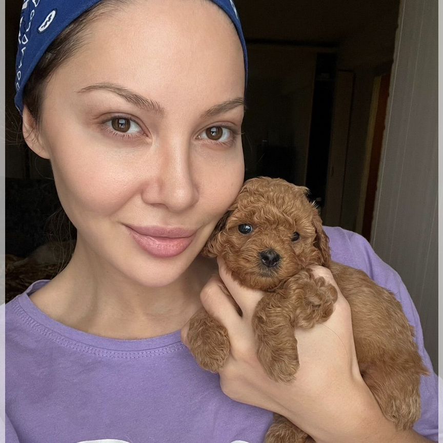 Мальтипу, щенок