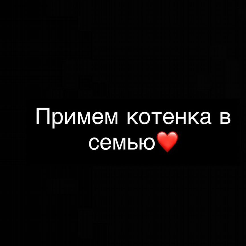 Котёнок в добрые руки