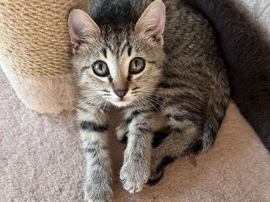 Найден котёнок