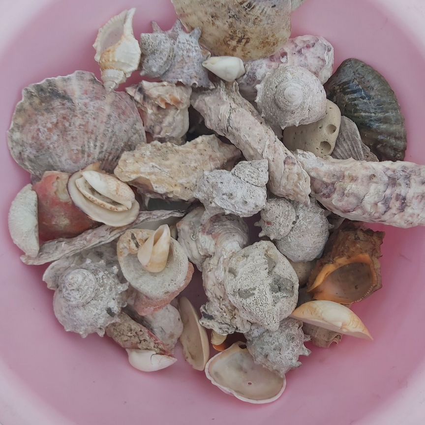 Ракушки морские