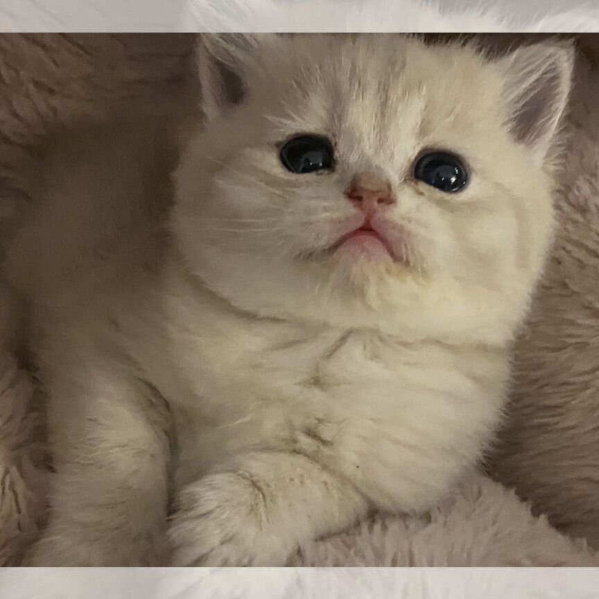 Британский короткошёрстный котёнок