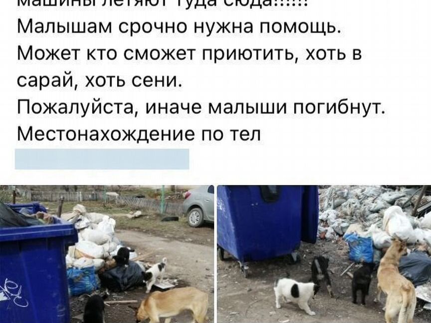 Щенки в опасности