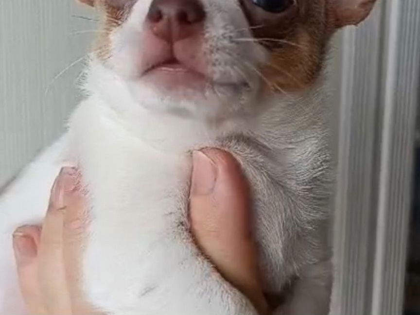 Лиловый красавчик