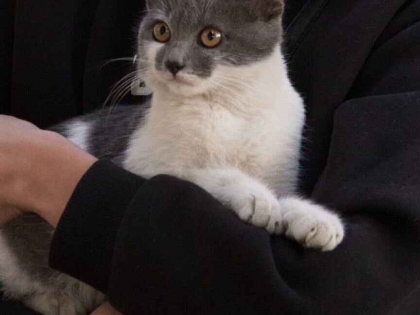 Котенок живет в коробке на улице