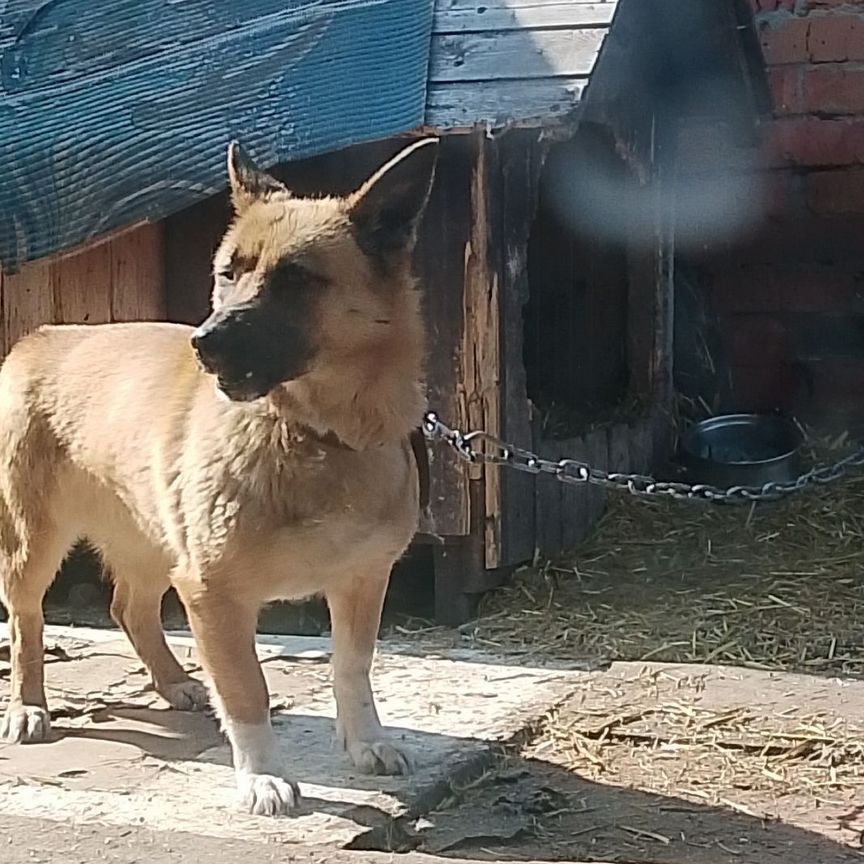 Немецкая овчарка, взрослая собака