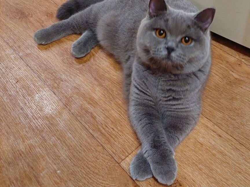 Ищу кота на вязку