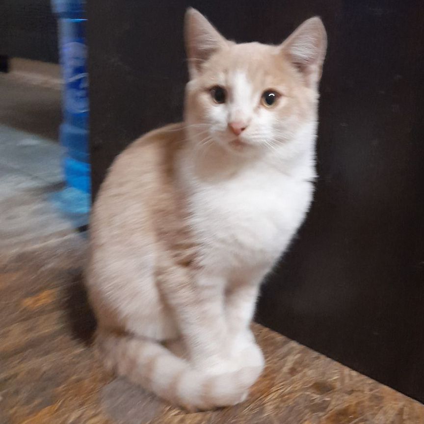 Ловчие котята