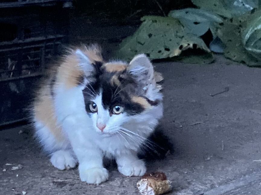 Котенок добрые руки