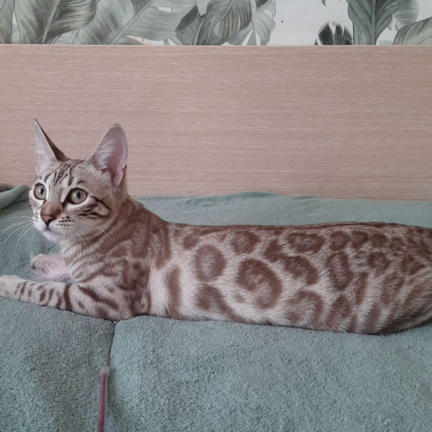 Серебро минк девочка бенгальская