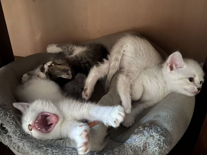 Ангорские котята