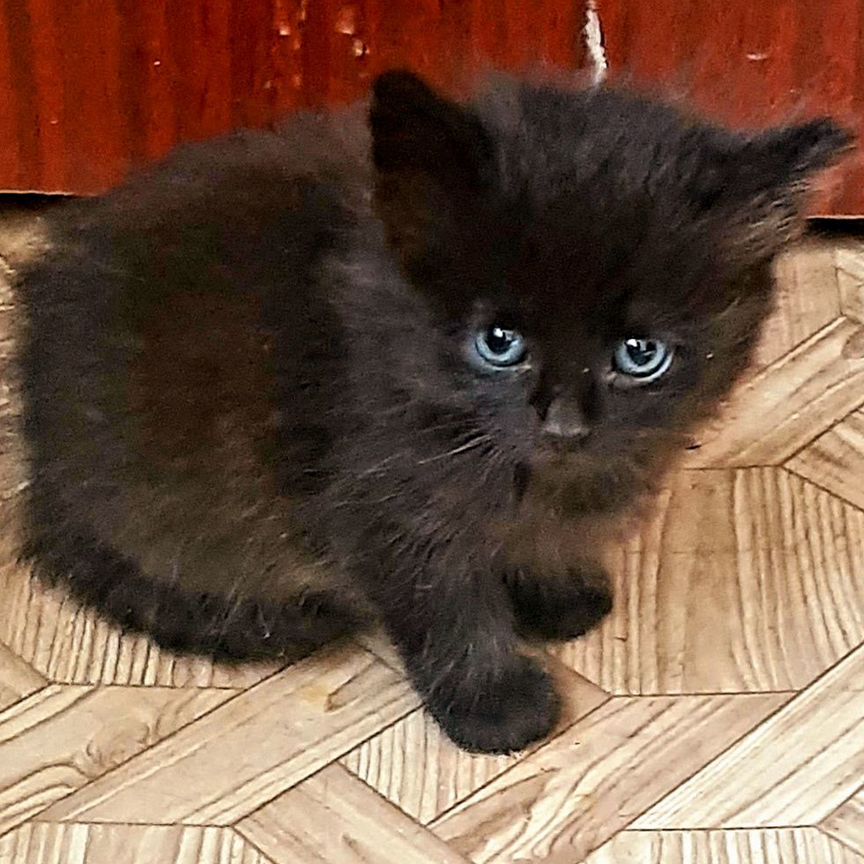 Котёнку ищу дом