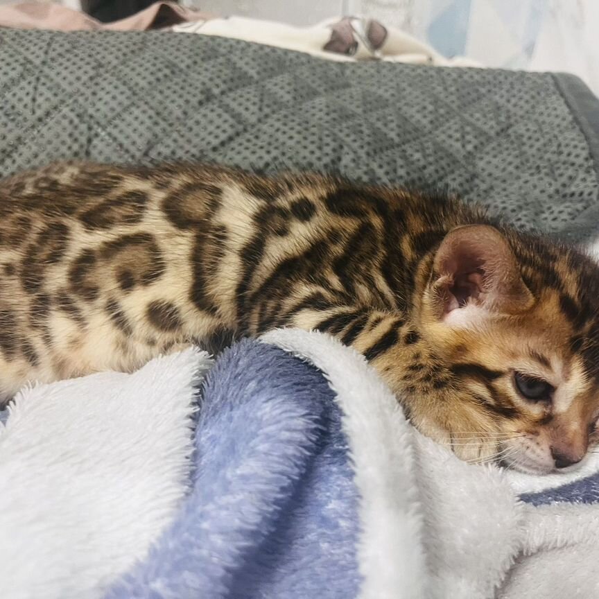 Бенгальские котята