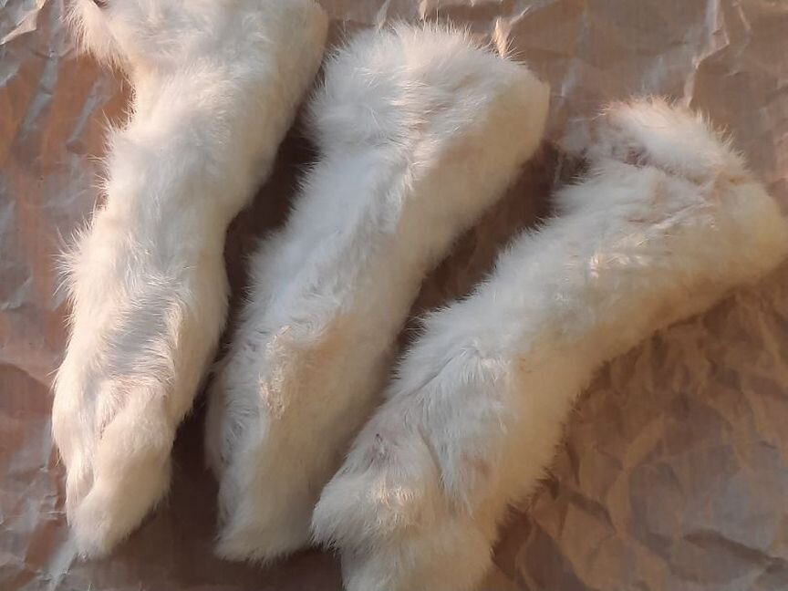 Лакомства для собак