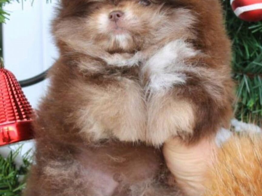 Мини шпиц мальчик