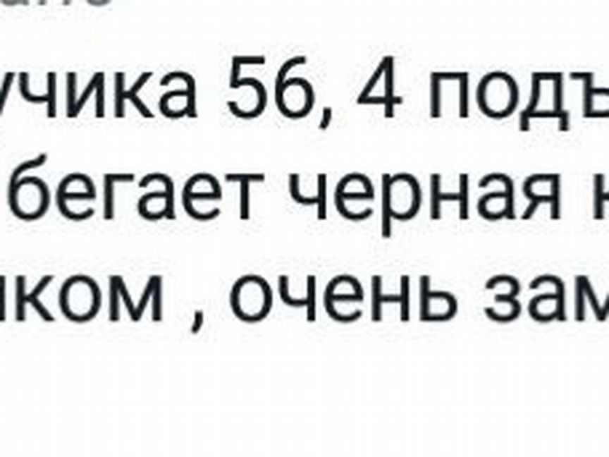 Чья кошка