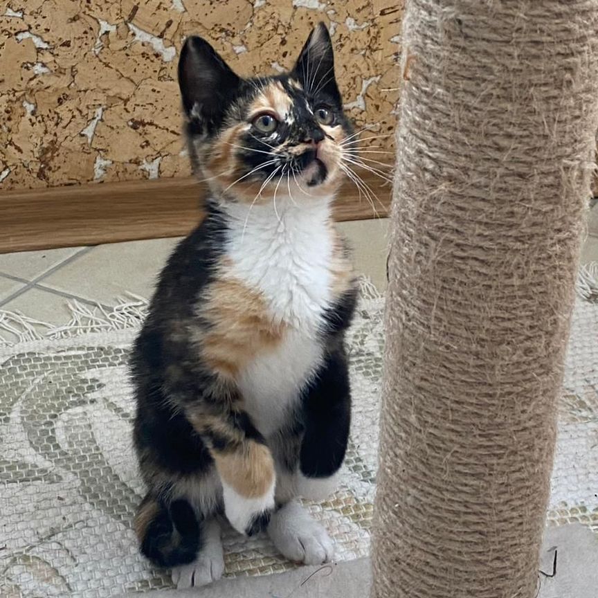 Маленькие котятки два мальчика и девочка, 2 мес