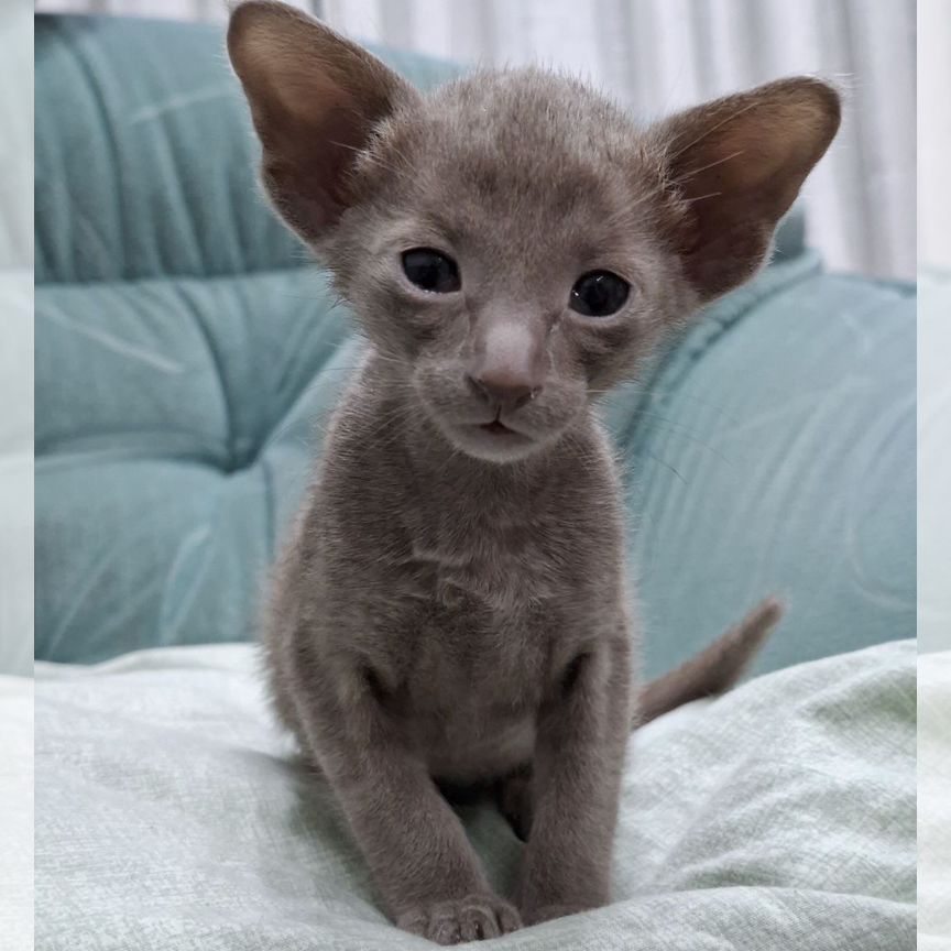 Ориентальный котёнок