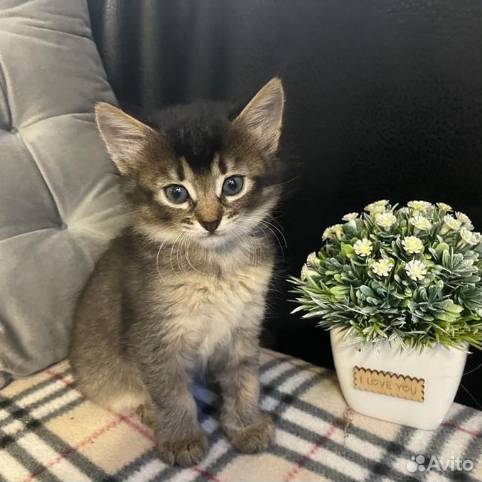 Абиссинские котята бесплатно, девочки 1 месяц