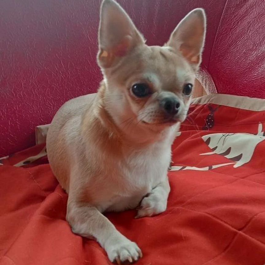 Чихуахуа, вязка