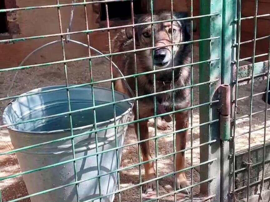 Маленькой собаке тяжело в приюте
