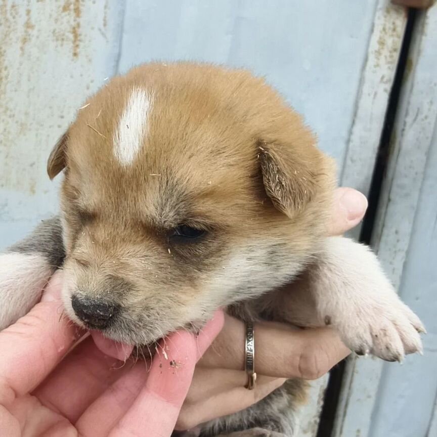 Щенок в добрые руки