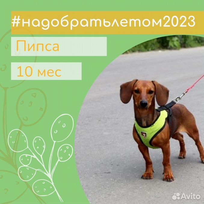 Москва 6 августа выставка бездомных животных