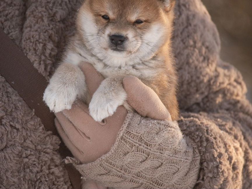 Сиба ину девочка