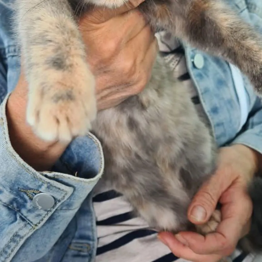 Кошка котенок 3 месяца в добрые руки