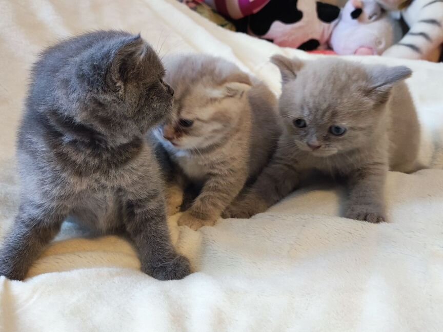 Шотландские вислоухие котята