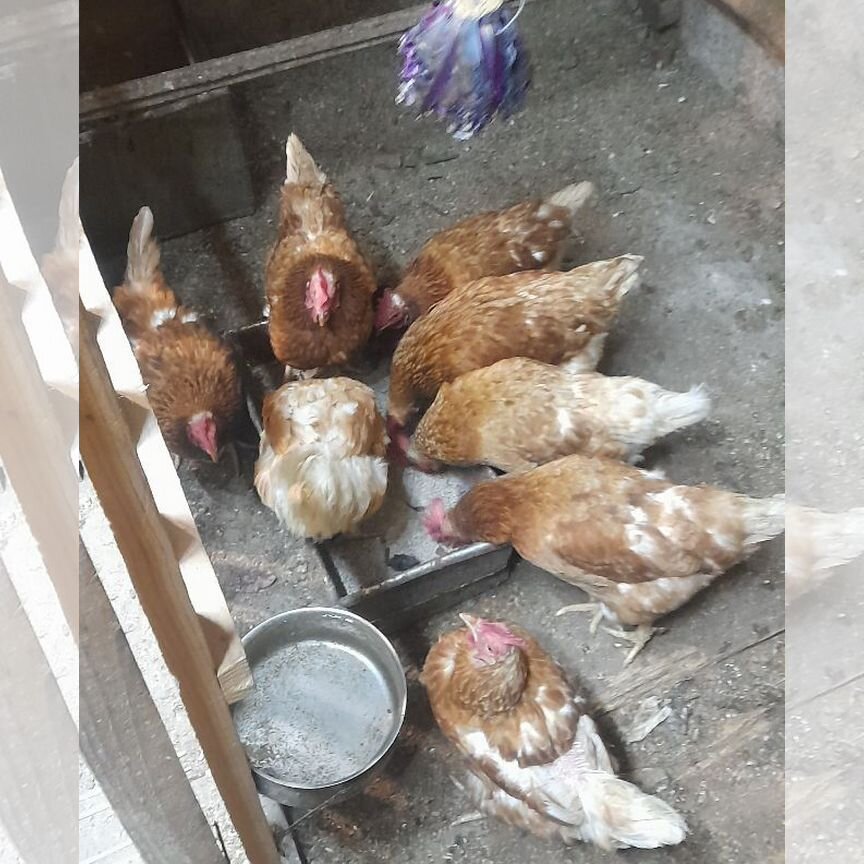 Куры несушки