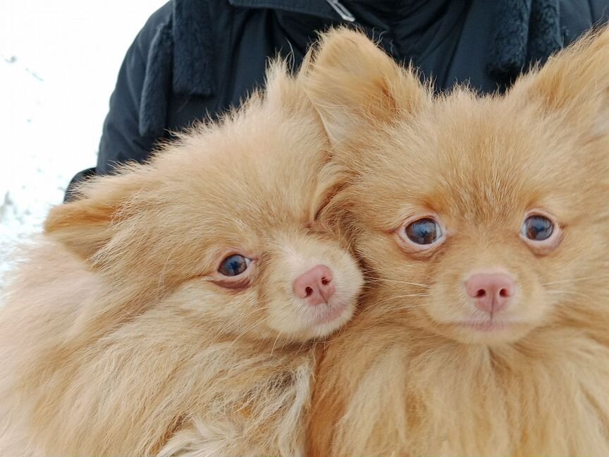 Щенки шпица