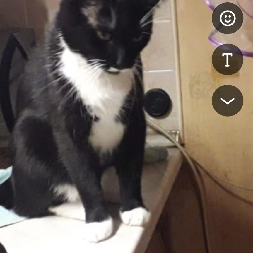 Отдам в хорошие руки котенка