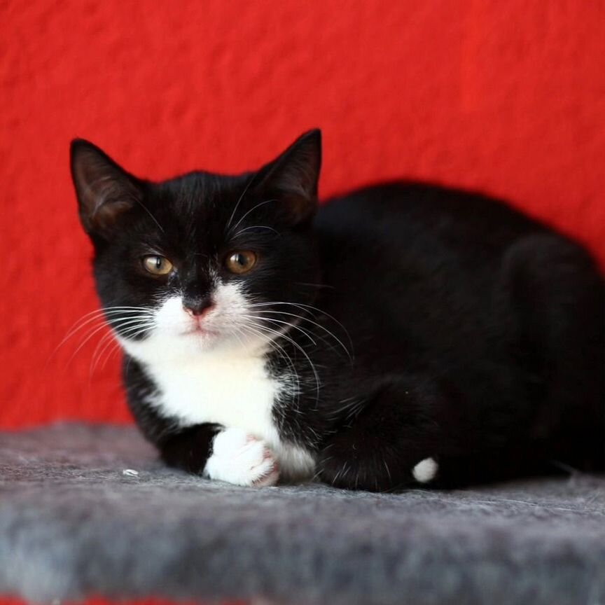 Котеночек