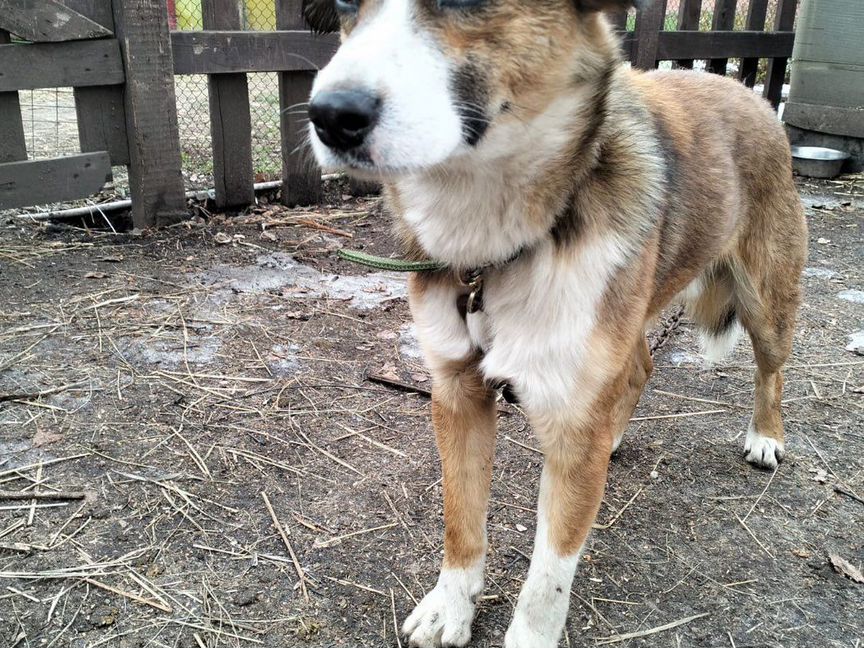 Песик ищет дом, брошен на улице