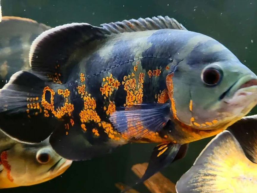 Астронотус Тигровый