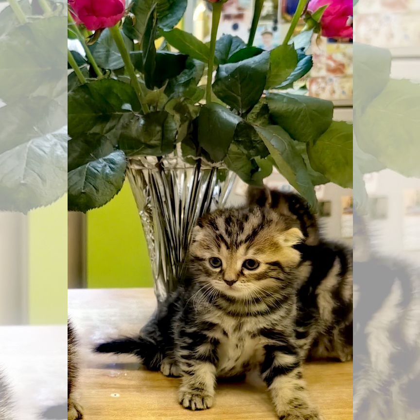 Шотландские вислоухие котята