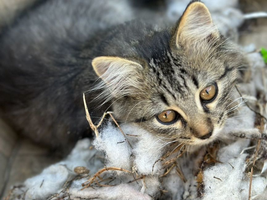 Котята. Помесь британцев