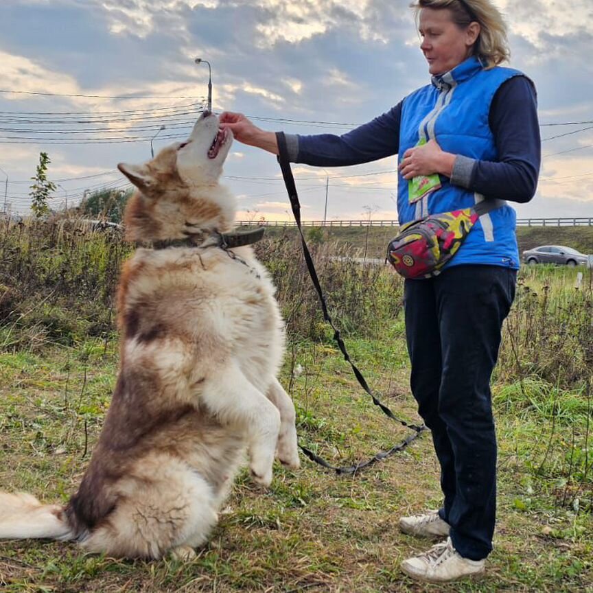Собака в добрые руки отдам бесплатно