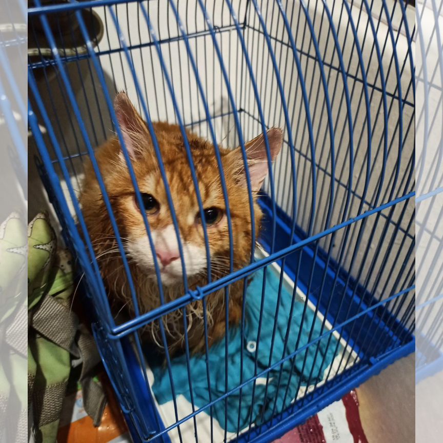 Кот на усыпление